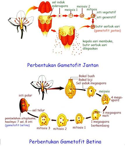 plantae: TUMBUHAN BERBIJI (SPERMATOPHYTA)