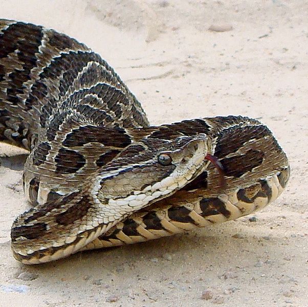 Reptossaurus: JARARACA