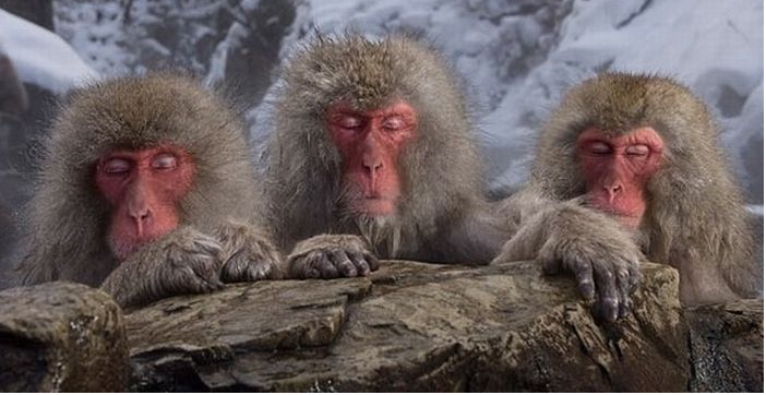 Integrations: The Fourth Monkey