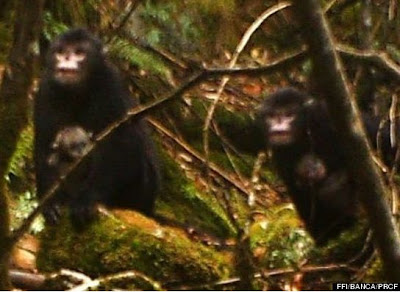 Cryptid Found Alive....Myanmar Snub-Nosed Monkey
