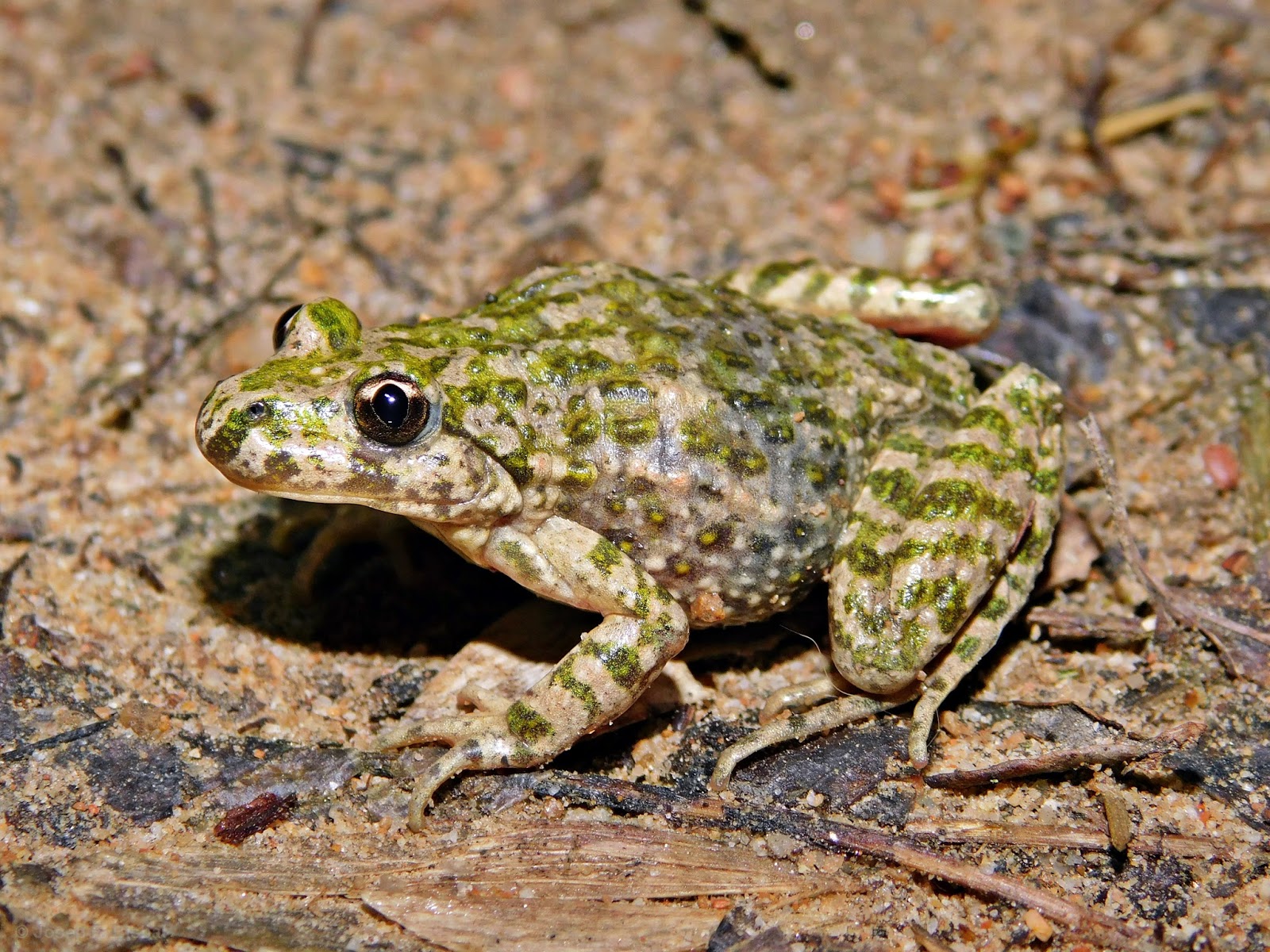 (Paleo-)Herpetología: Pelodytes punctatus - Sapillo moteado septentrional
