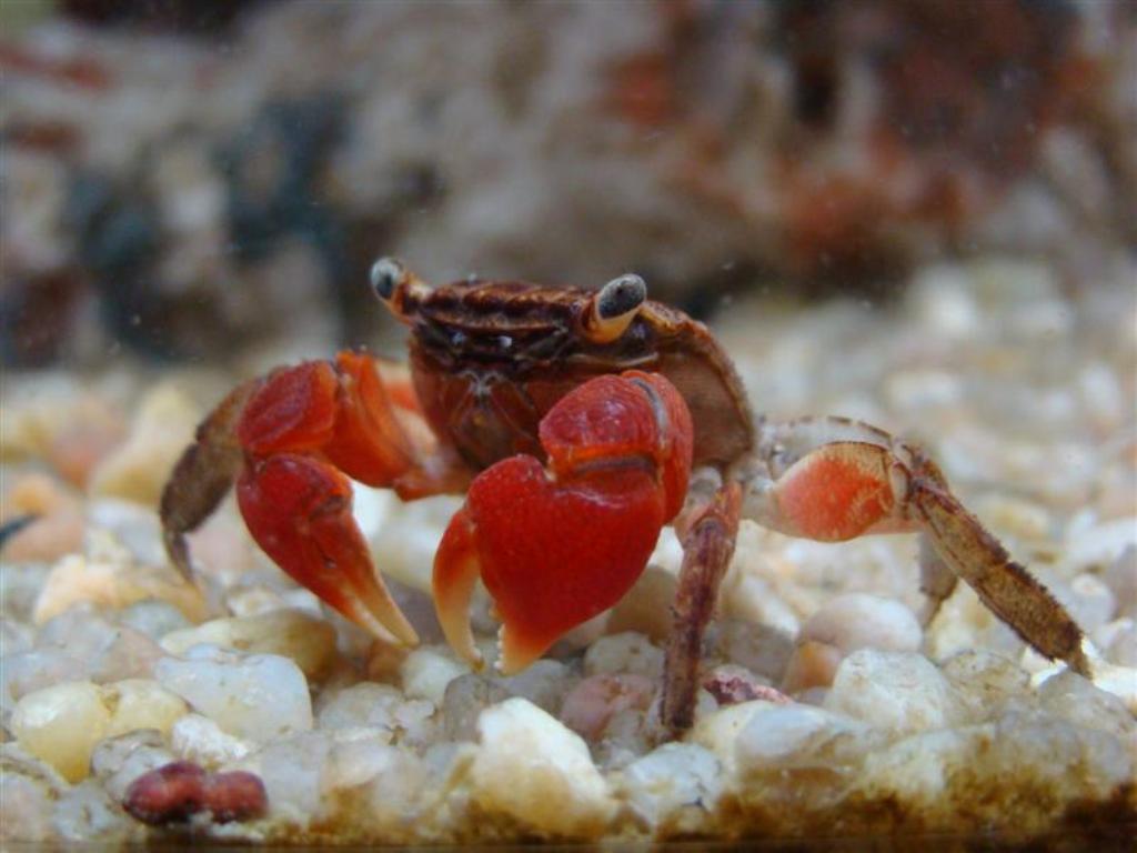 Soft Shell Mud Crab Production System for Farming - Soft Shell Crab ...