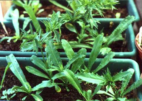 AgroNegocios: El Culantro Coyote,Cilantro Ancho (Eryngium Foetidum)