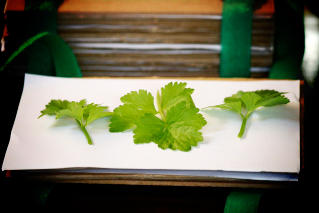 Mom in Madison: herb pressing.