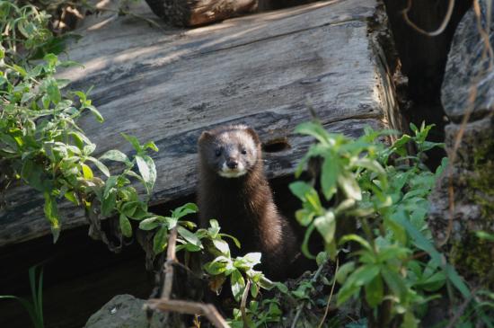 Nacen los tres primeros visones europeos del proyecto LIFE Lutreola ...