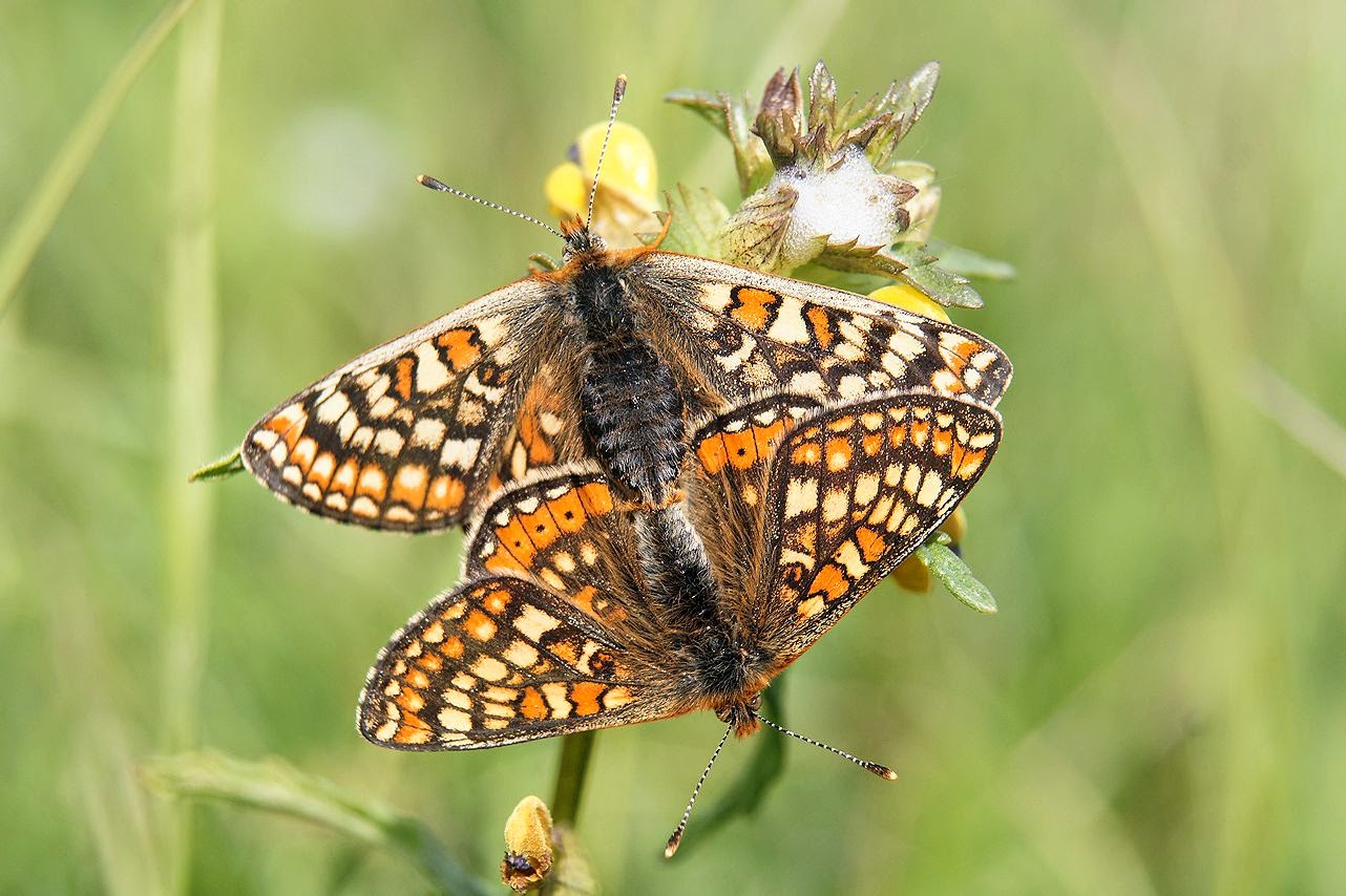Martin's Butterflies: Marsh Fritillary
