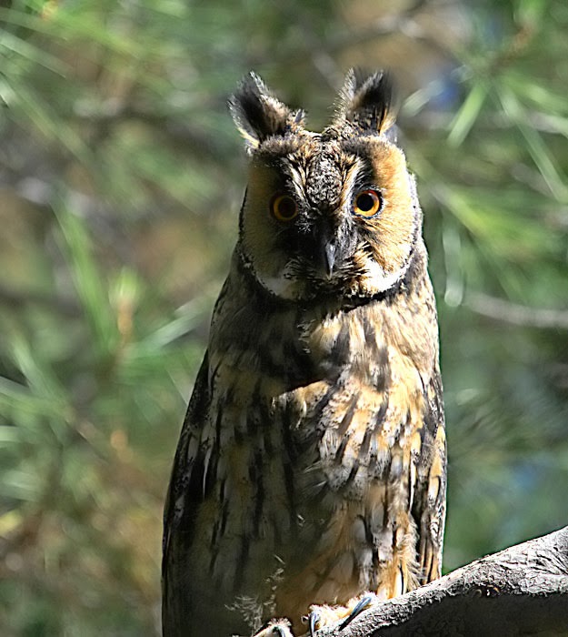 HUESCA Y LA SIERRA DE GUARA: BÚHO CHICO Asio otus Carl von Linné, 1758 ...