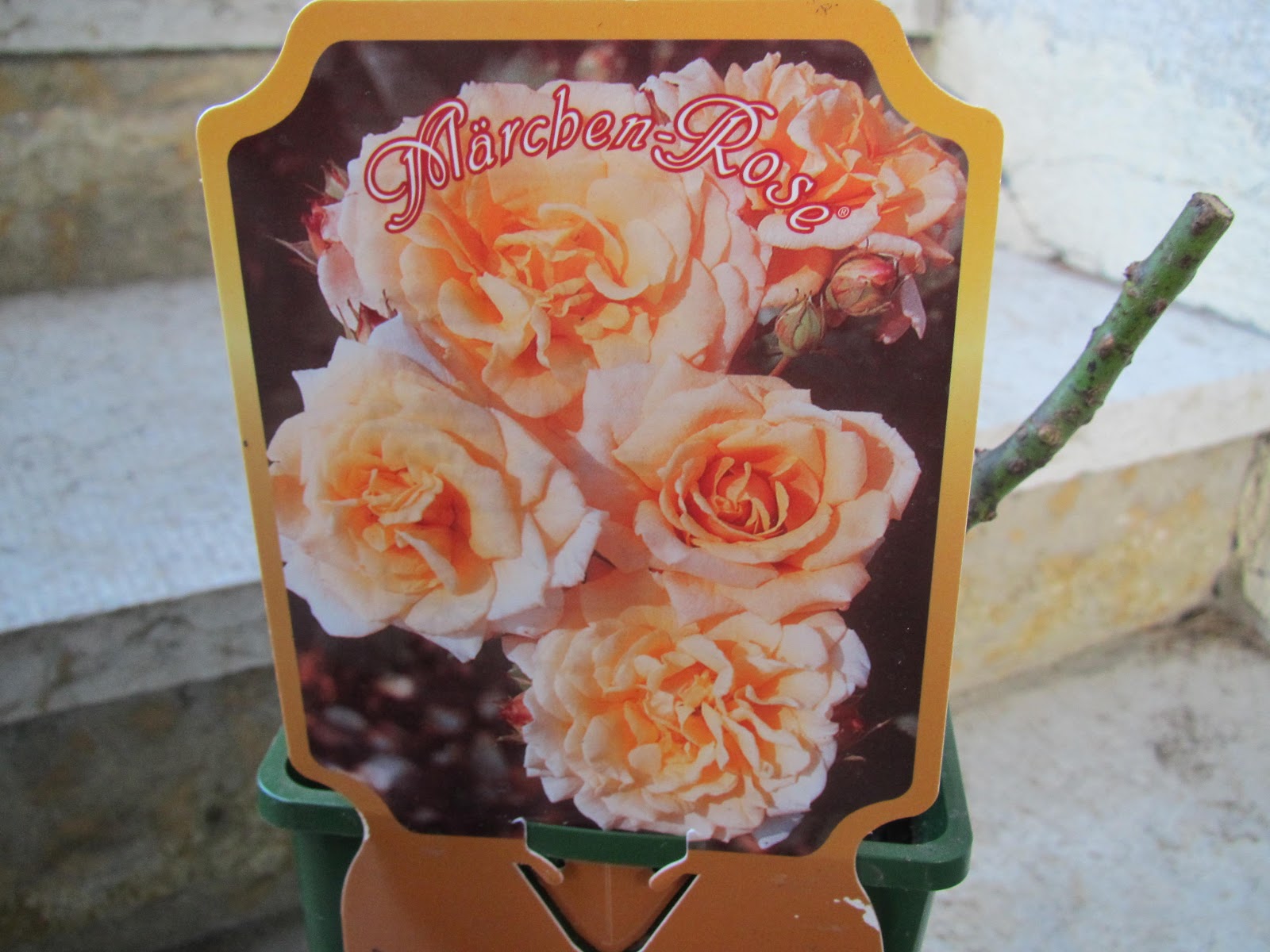 algajaaed: Roosid, roosid