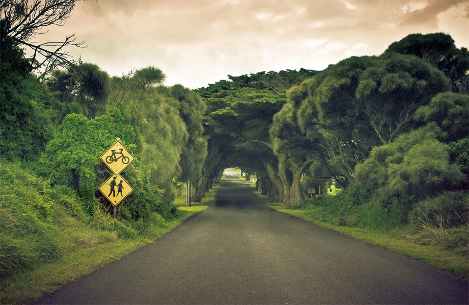 Beautiful Tree Tunnels [12 Pic] ~ Awesome Pictures