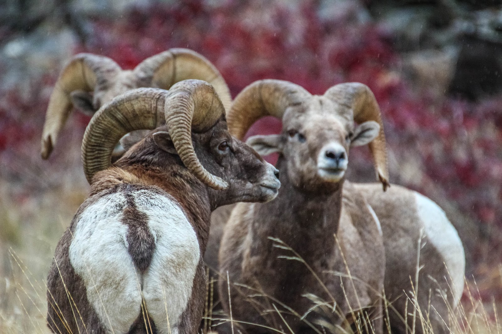 Cannundrums: Rocky Mountain Bighorn Sheep - Washington