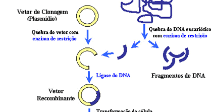 DNA Recombinante