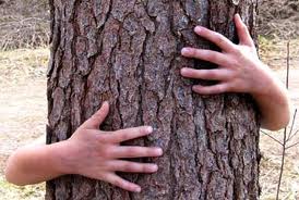 A Tribute to Trees: Tree Hugging