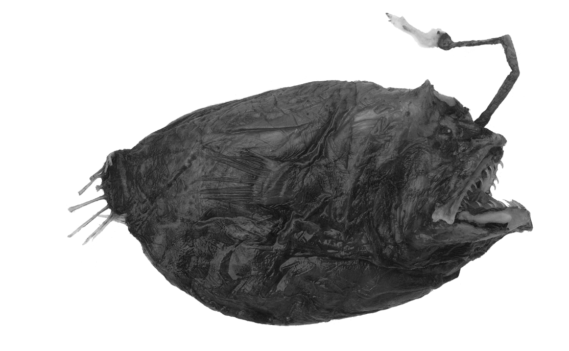 Tiga Spesies Baru Ikan Monster dari Laut Dalam Jawa dan Sumatra ...