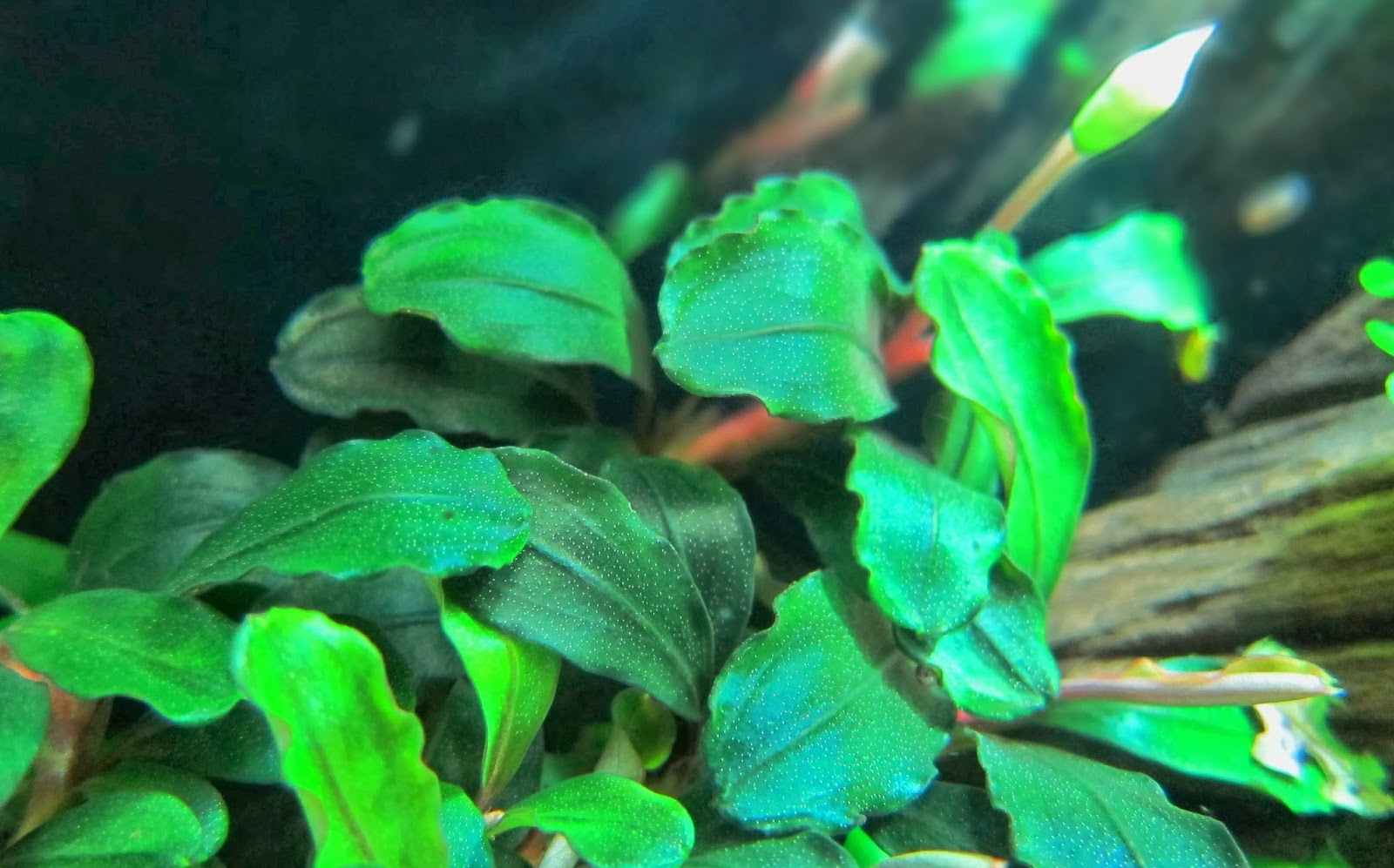 Bucephalandra : Bucephalandra sp. Brownie Helena