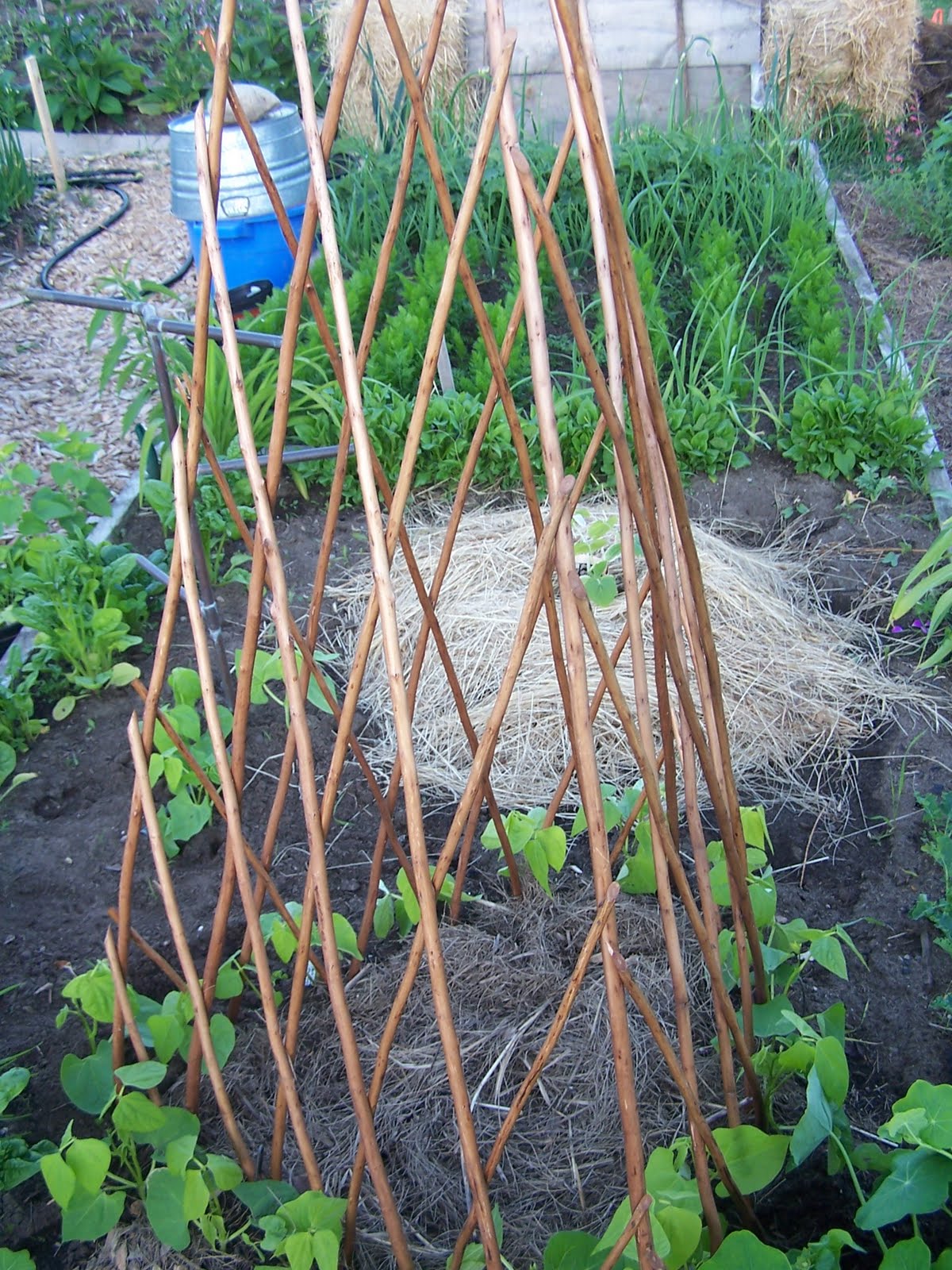 Mama's Giardiniera: What's at stake--pole beans