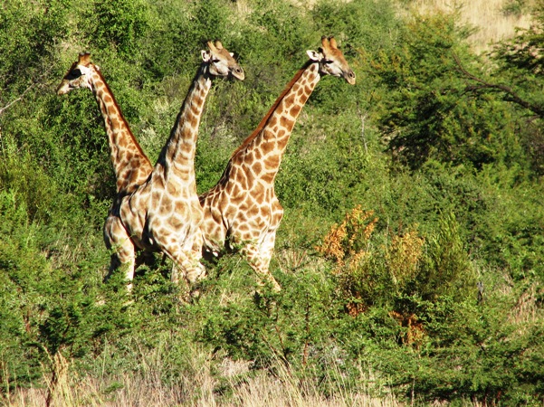 Angelika's World in Photos: Giraffe Comparison