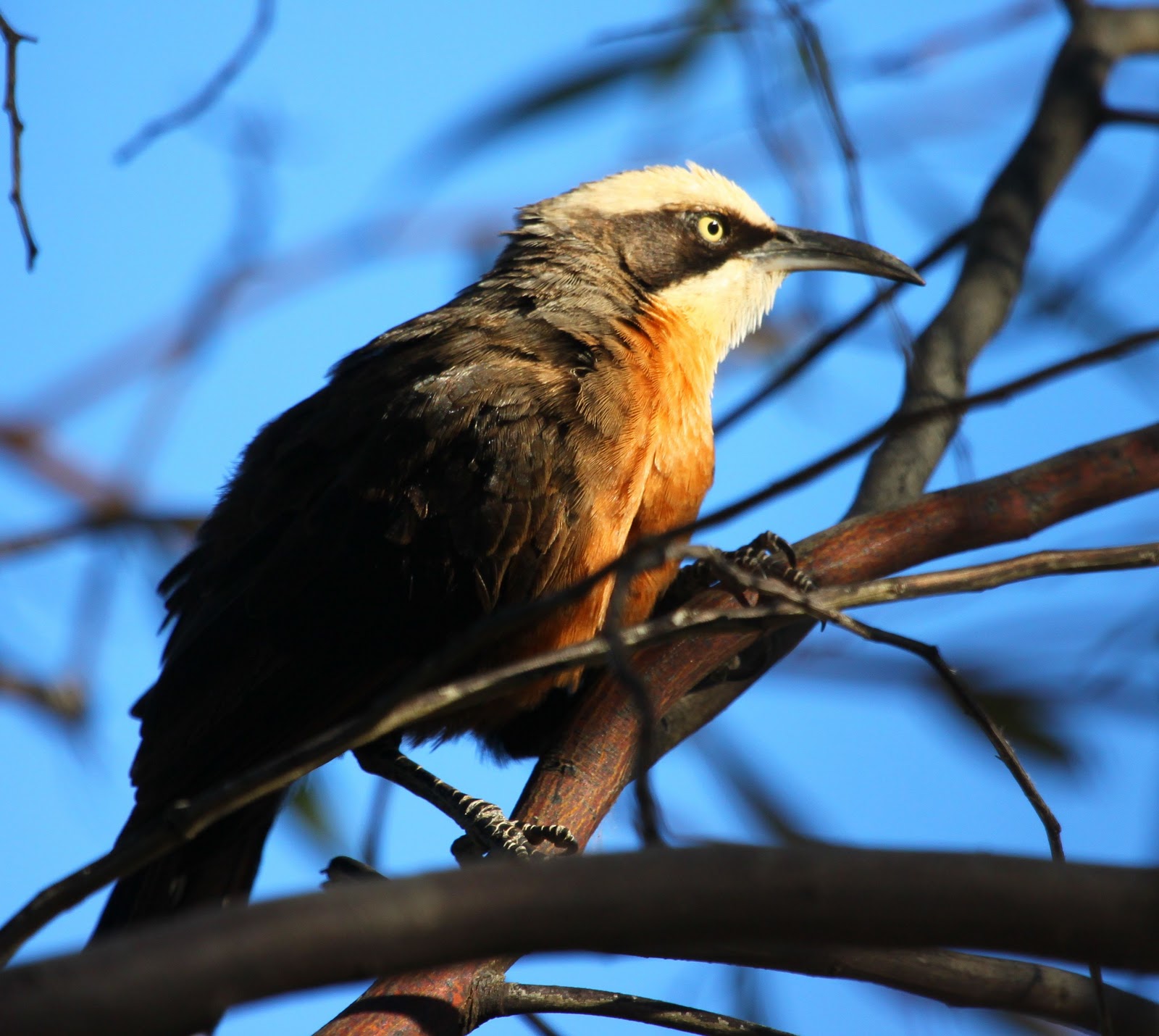 Richard Waring's Birds of Australia: Grey-crowned Babblers