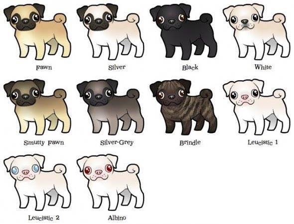 PUG LAGUNA TODO SOBRE LOS PUGS: Colores del pug¡¡¡¡