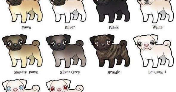 PUG LAGUNA TODO SOBRE LOS PUGS: Colores del pug¡¡¡¡