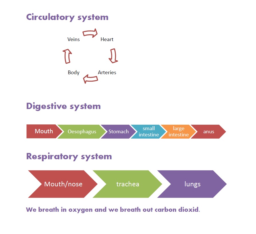 English blog for 3rd grade: Science diagrams (esquemas de science)