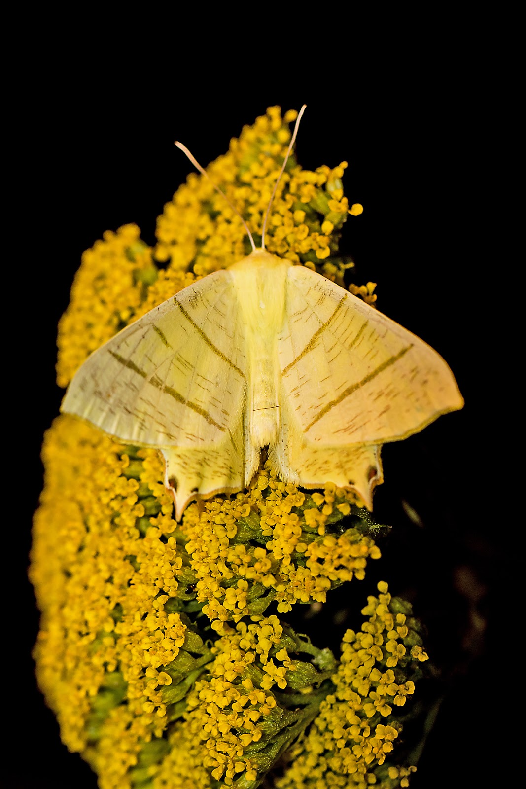 Butterflies, Dragonflies, Moths & other Insects: Swallowtail Moth