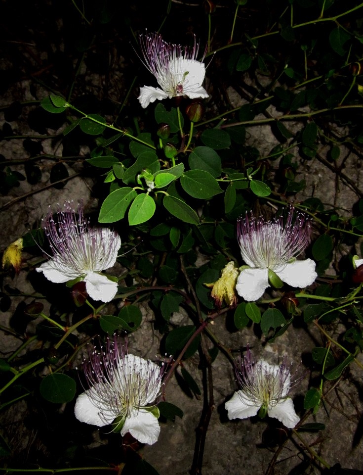 Biodiversity of Cyprus by NGO Protection of the Natural Heritage and ...