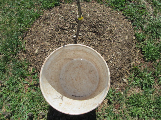 Ecofrugal Living: DIY tree-watering bucket