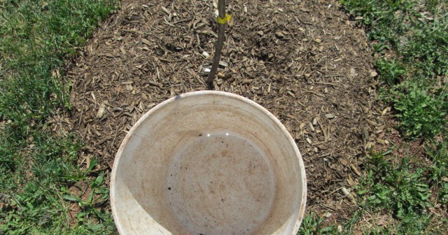 Ecofrugal Living: DIY tree-watering bucket