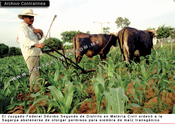 proceso para sembrar maiz