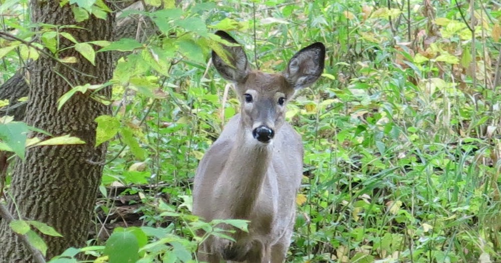 Toronto Grand Prix Tourist - A Toronto Blog: Deer in the Humber ...