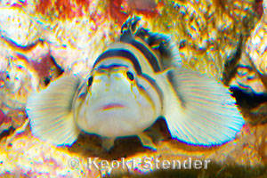 Fish N Tips: Temperament - Salt Water Fish