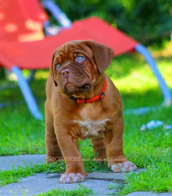 Michelle Boddie: Baby Animals: Puppy Loved