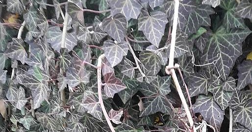 Natur und Tierwelt: Warnung vor der Giftpflanze: Efeu