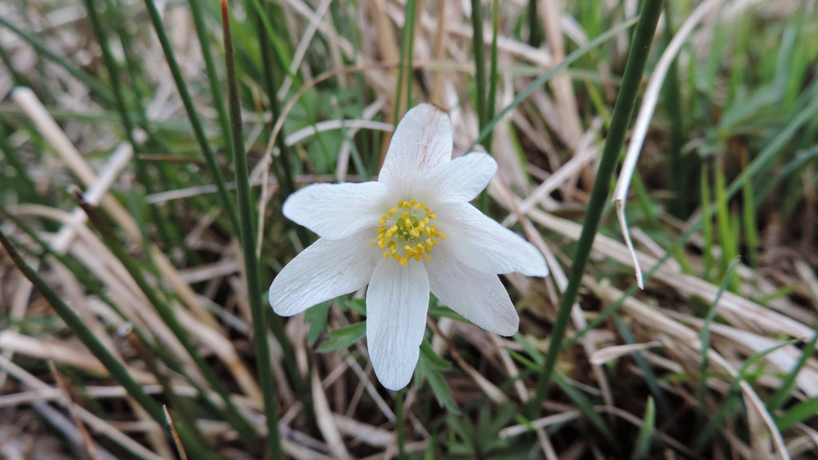 The Glebe Blog: 04/2014