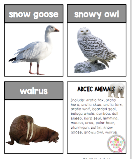 Arctic Animals Real Photos (19 cards plus 2 posters) ~ Preschool Printables