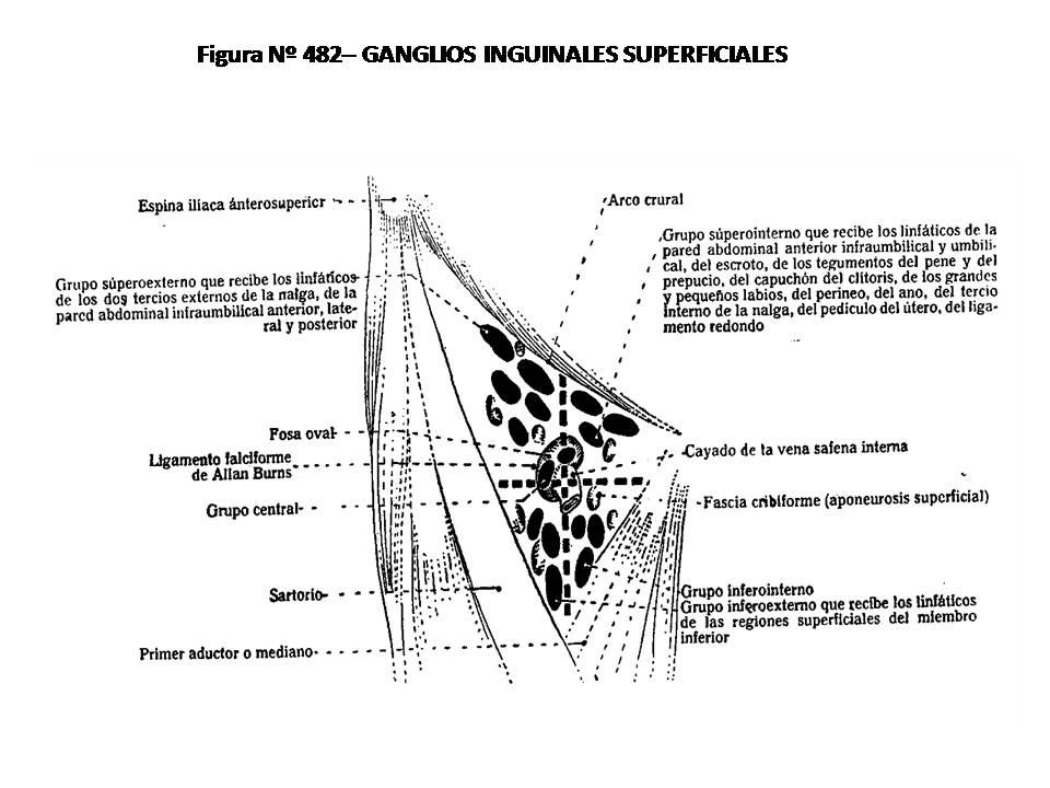ATLAS DE ANATOMÍA HUMANA: 482. GANGLIOS INGUINALES SUPERFICIALES.