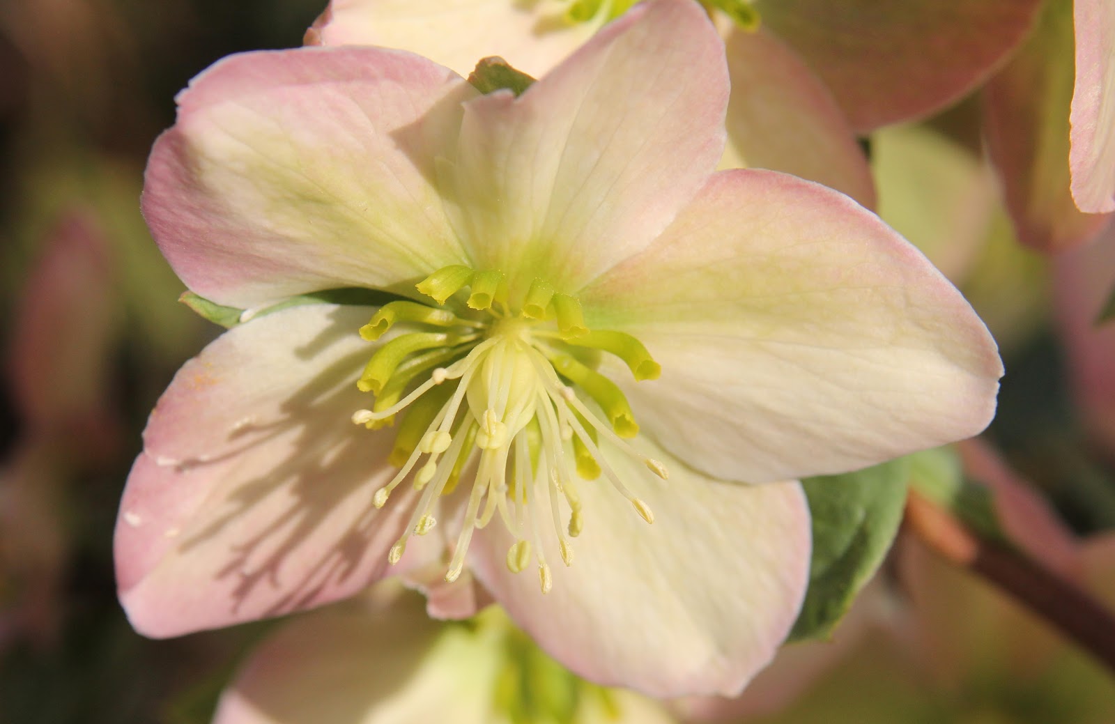 Corine van Kuilenburg Fotografie: Kerstroos (Helleborus)