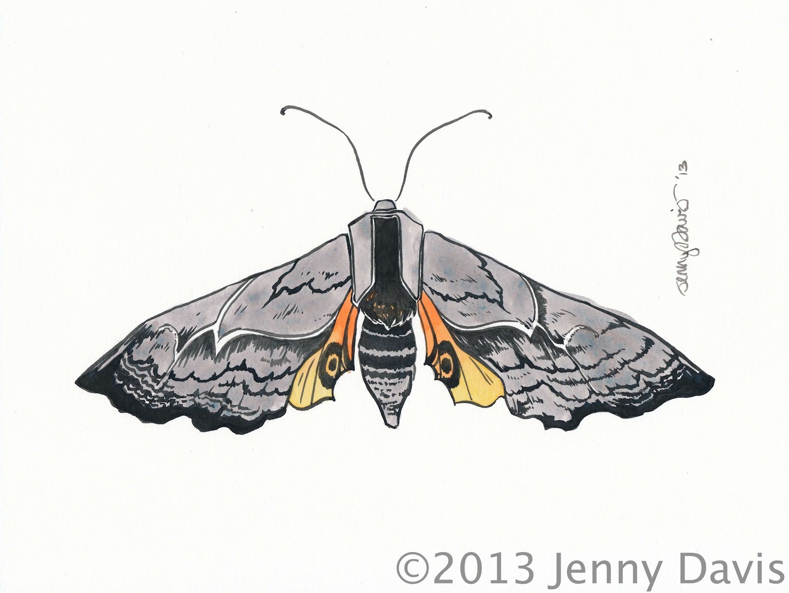 Jenny Davis Watercolors: Moth Drawing