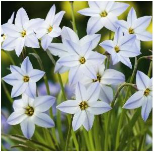 Kebun Bahagia Bersama: Daffodil Bulb untuk...