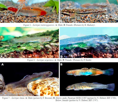 Species New to Science: [Ichthyology • 2014] Three New Species of ...