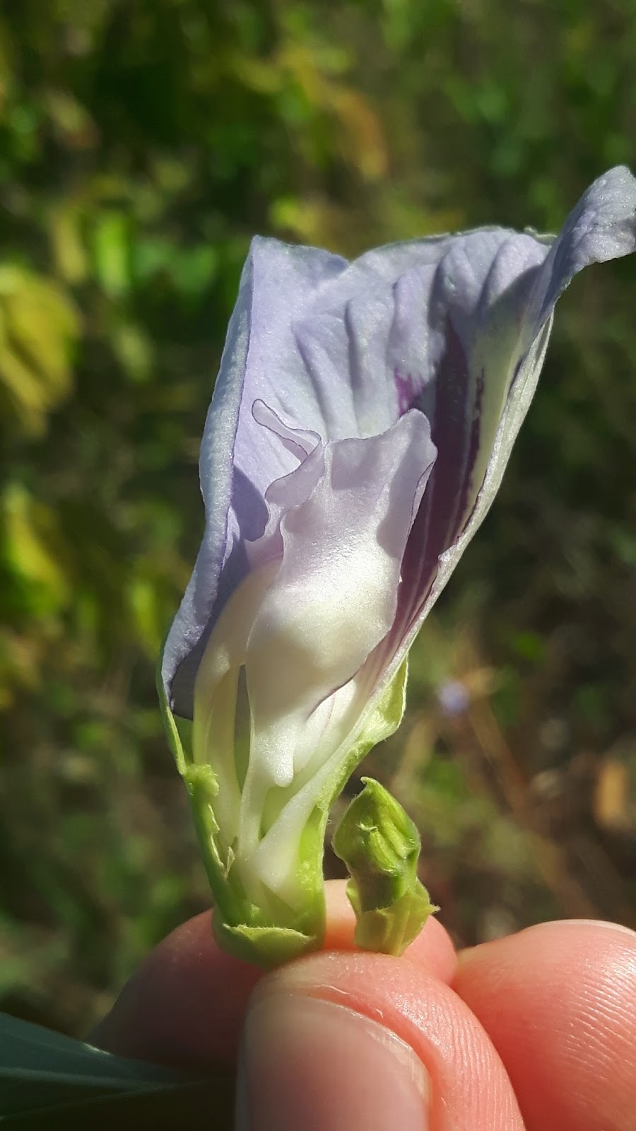 Fabaceae - Leguminosae no Brasil: Fabaceae - Clitoria laurifolia Poir.