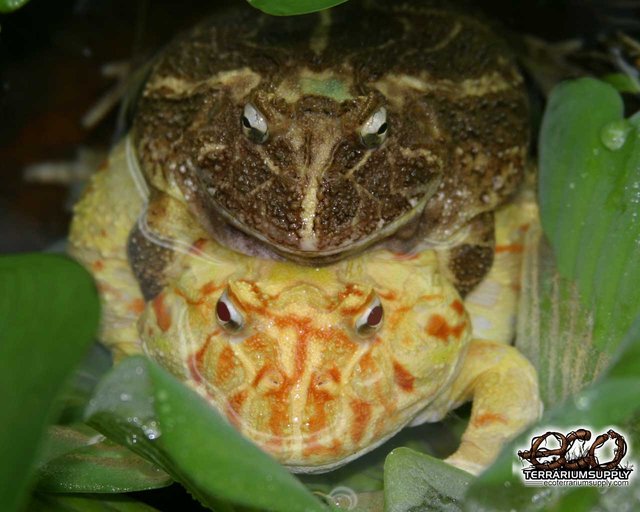 Jendela Hewan: Cara Breeding Kodok Pacman