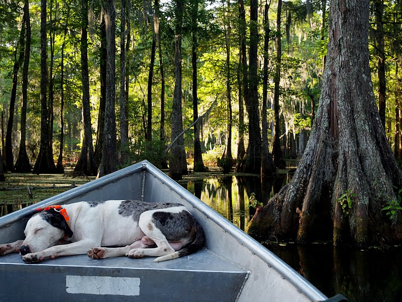LarrysPhotoBlog: Swamp Dog