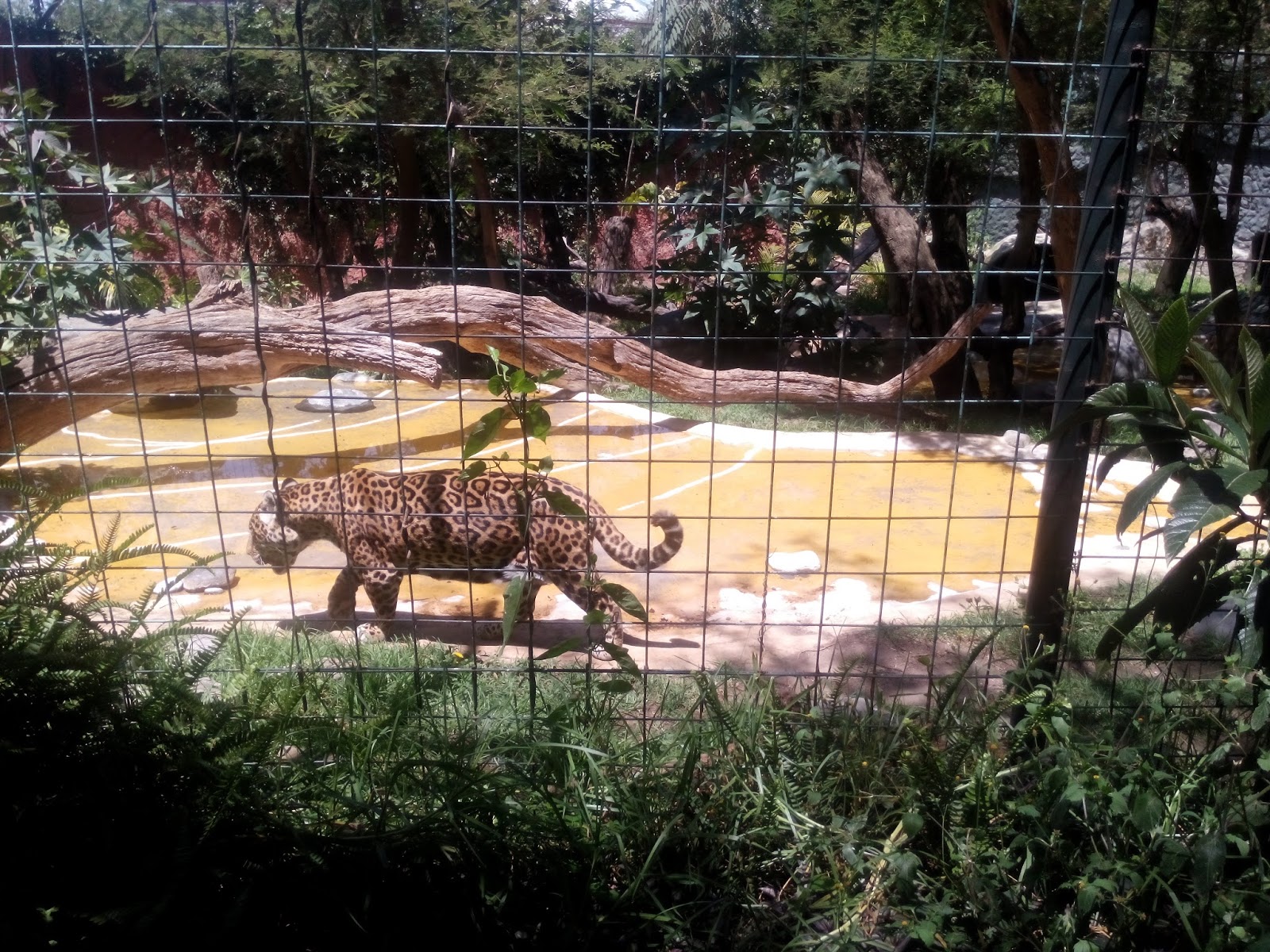 QUITO ZOO ~ Colores y Sabores de Ecuador