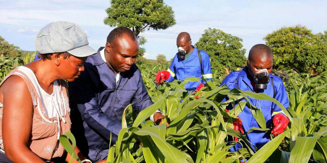 MATUKIO @ MICHUZI BLOG: Saving maize in Tanzania with nuclear techniques