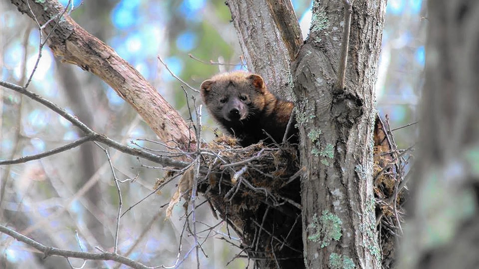 FROM THE HEART WITH GINI RIFKIN: The Fabulous Fisher Cat...