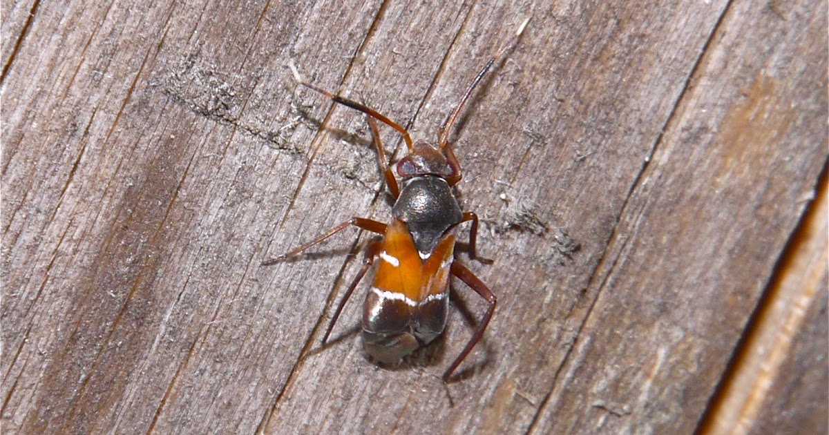 Northwest Norfolk Naturalists: Three Mirid, one Anthocorid and one ...