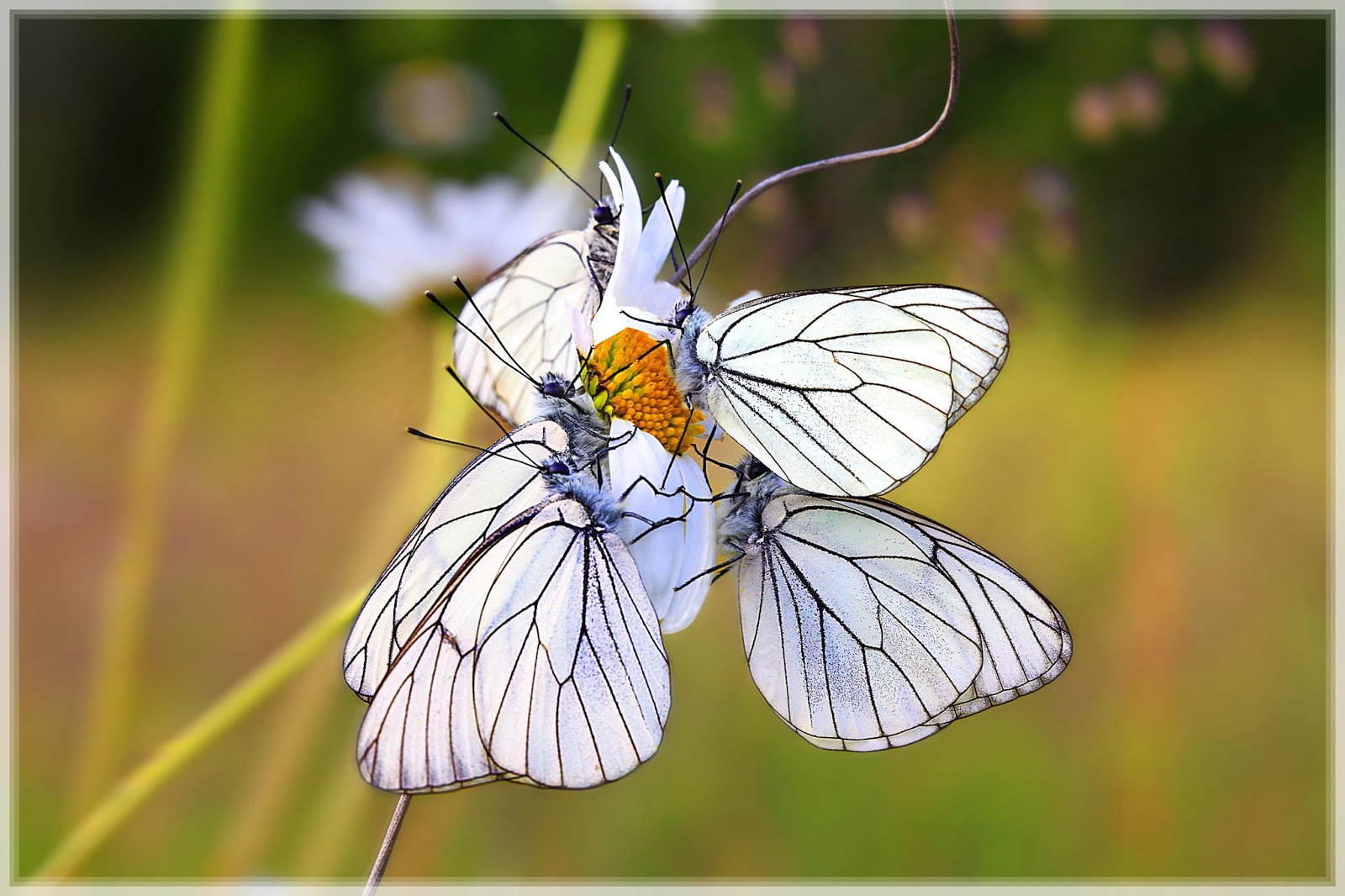 Imágene Experience: Las mariposas más hermosas del mundo III (27 fotos ...
