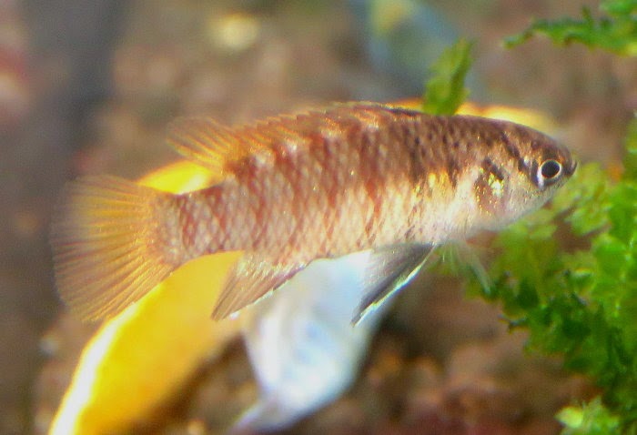 金魚&水族快訊Goldfish & Aquarium Messages: 黑金火焰變色龍(Dario sp. 'Myanmar')