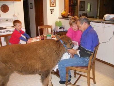 mdolla: Buffalo is my favorite pet